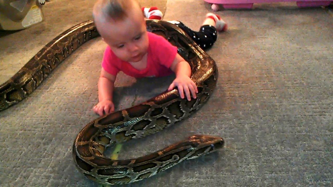 Little boy plays with 80 kg Python - Video