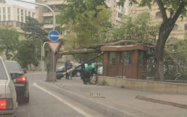 Bakıda güclü külək işıq dirəyini aşırdı - Foto